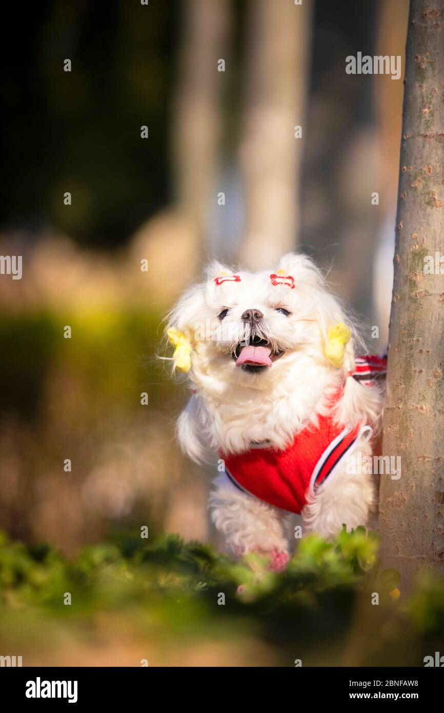 Dog Maltese stands beside a tree in Tianjin, China, 3 April 2020. A dog ...