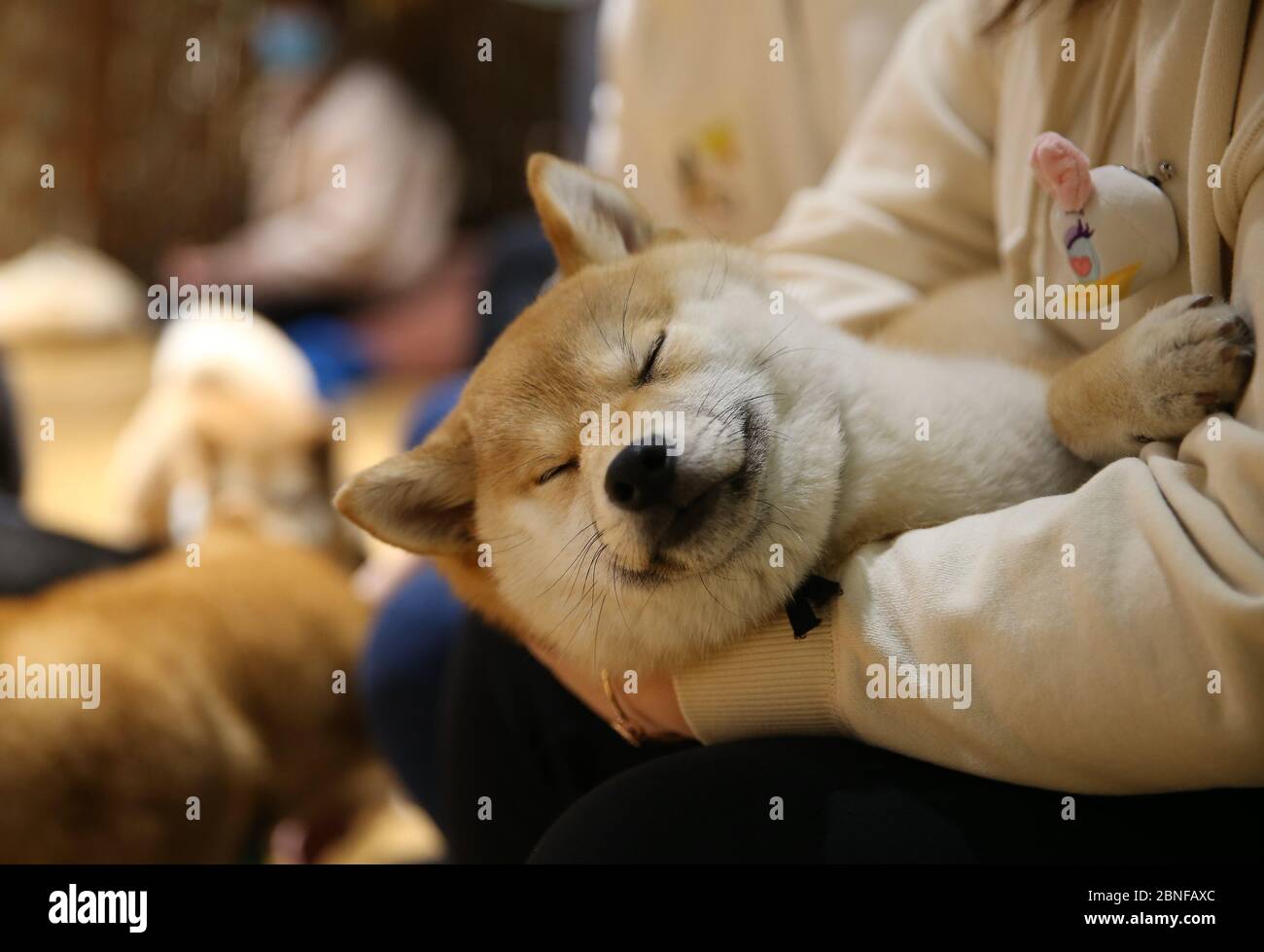 Customers enjoy coffee and cute Shiba Inu at a pet caf¨¦, Shenyang city ...