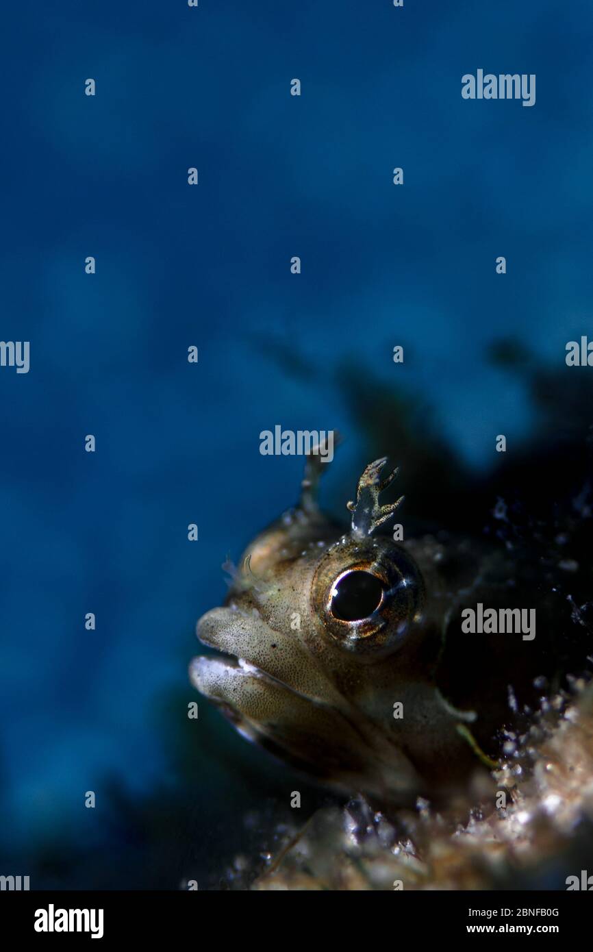 Blenny at home hi-res stock photography and images - Alamy