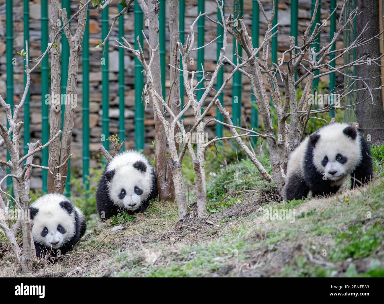 Pandas fighting hi-res stock photography and images - Alamy