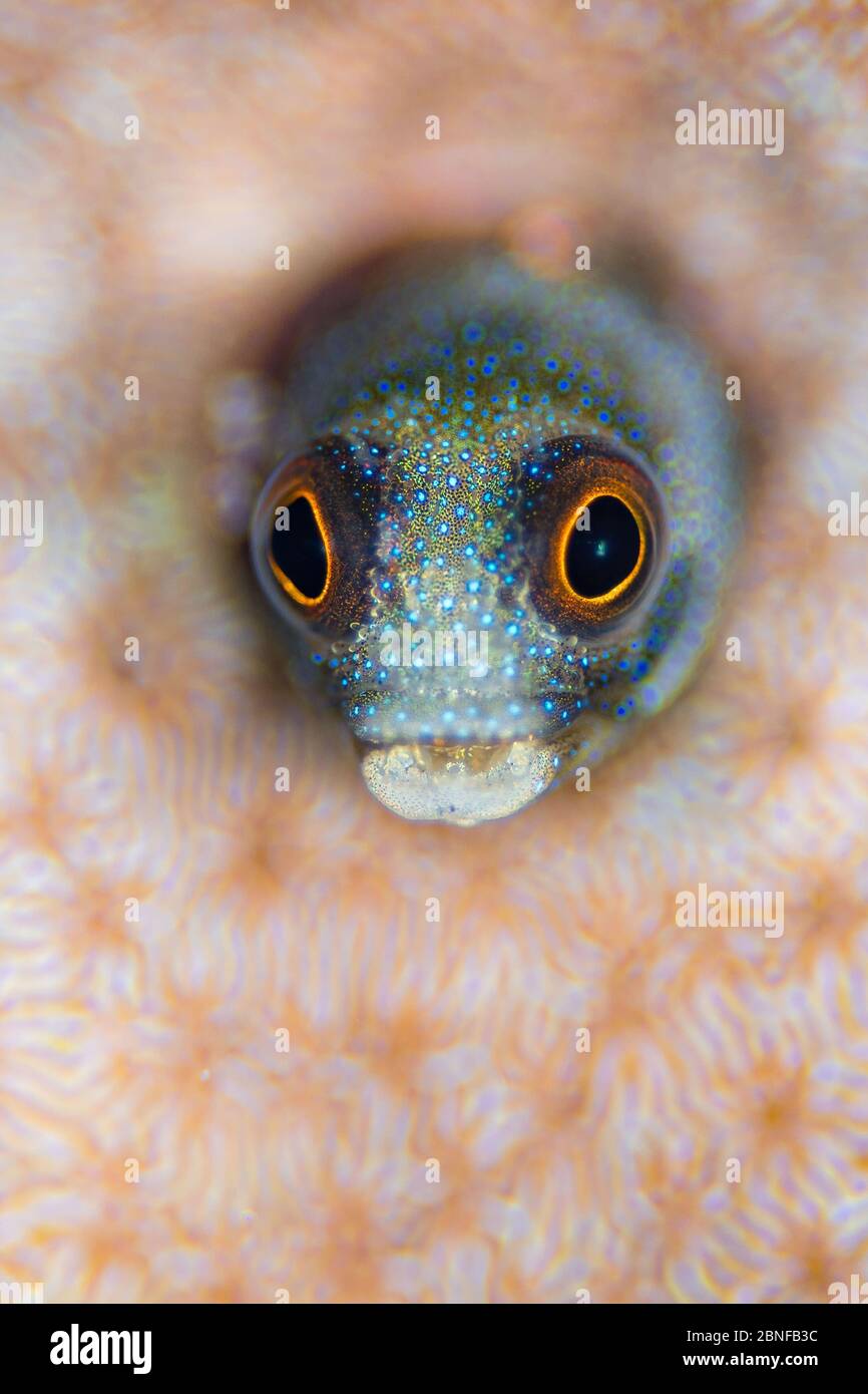 Portrait blenny fish hi-res stock photography and images - Alamy
