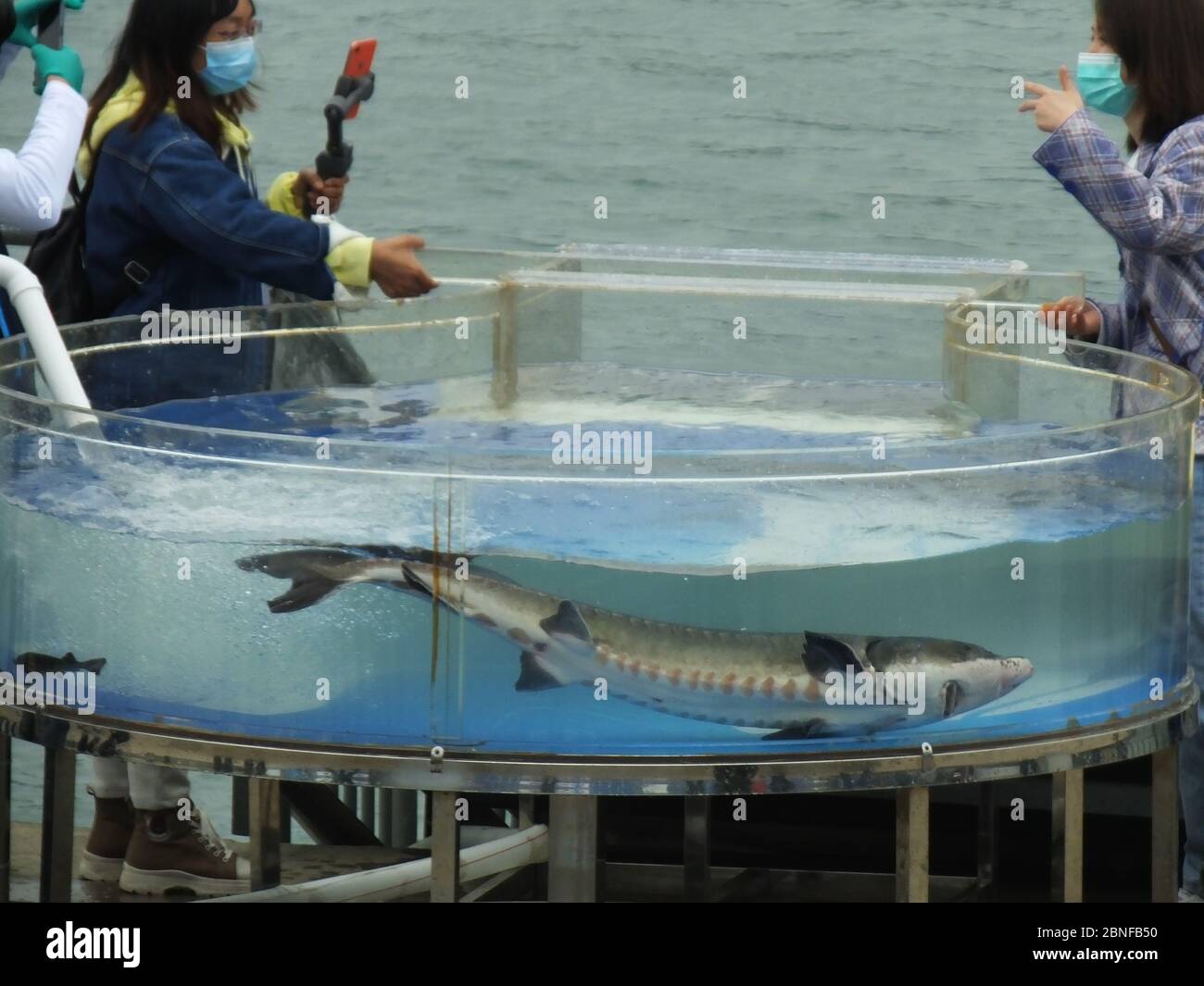 Staff work to set 10000 Chinese Sturgeons of the second generation free ...