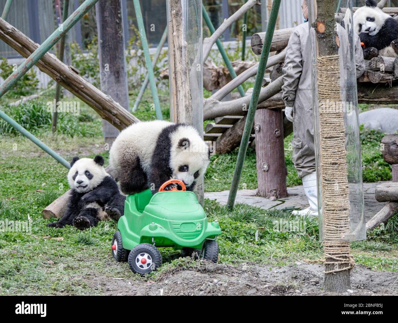 --FILE--Naughty pandas enjoy their cozy lives by climbing trees ...