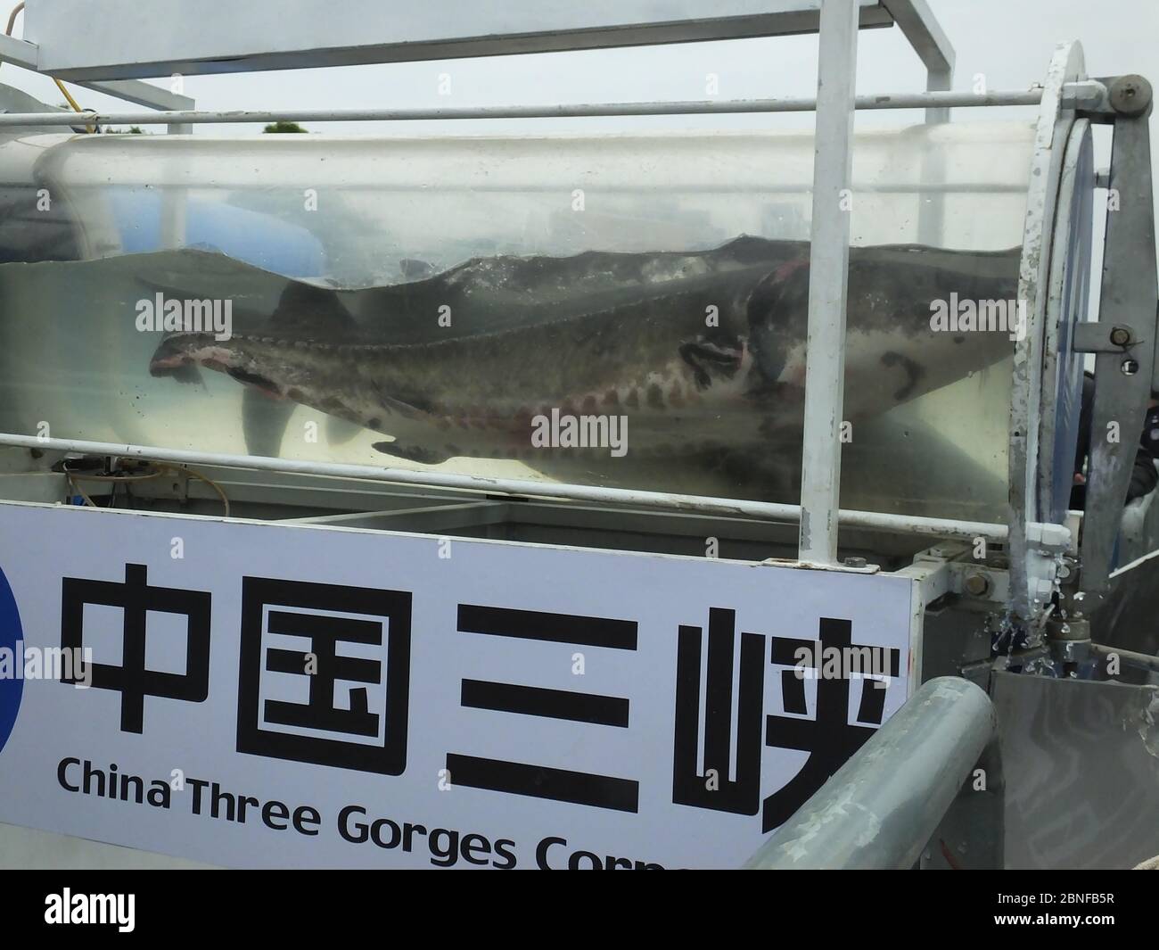 Staff work to set 10000 Chinese Sturgeons of the second generation free ...