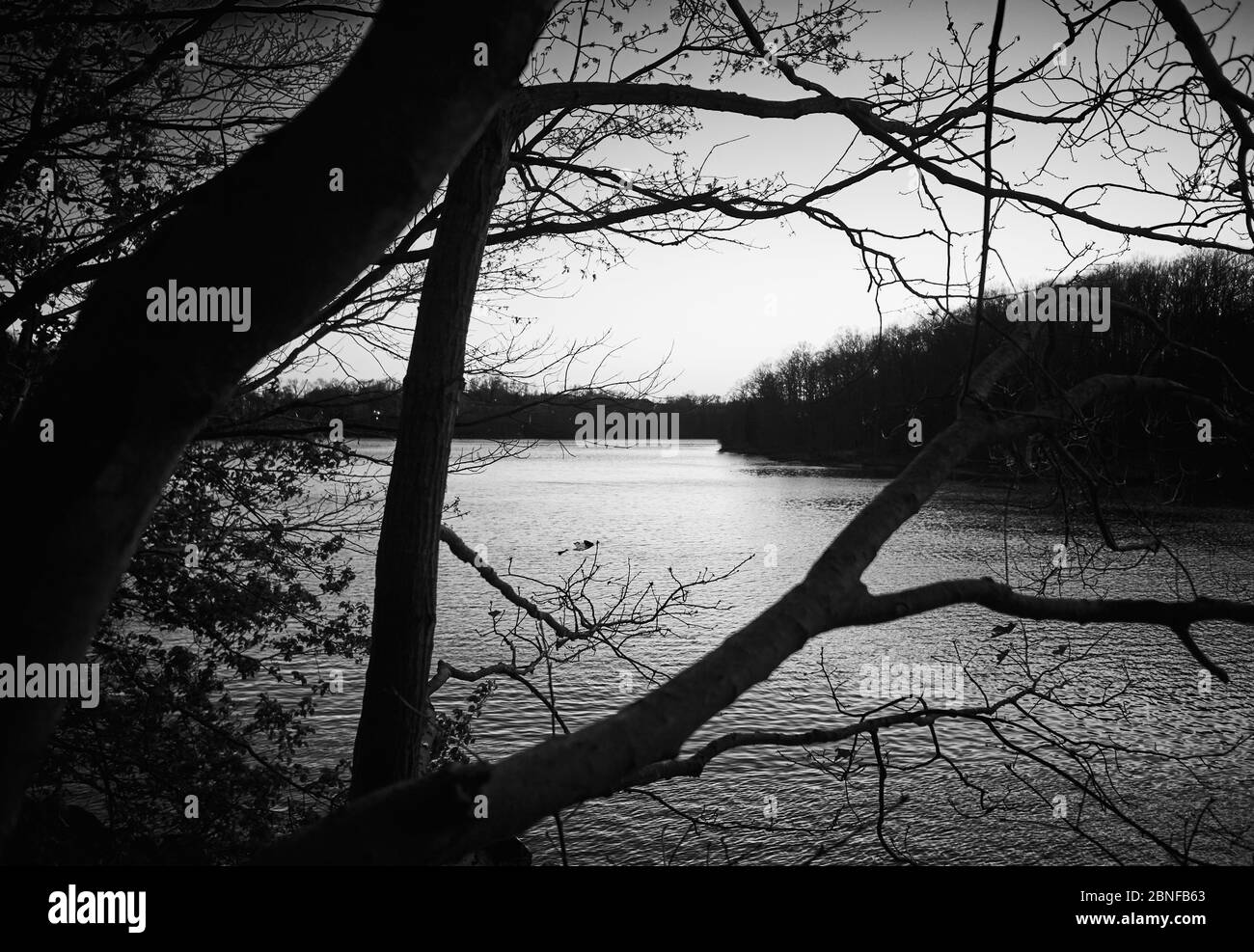 Greyscale shot of the silhouette of the branches of an old tree, and a ...