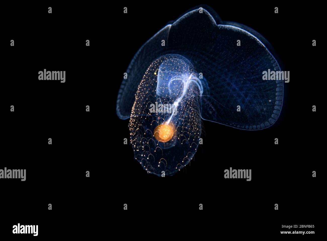 Sea butterfly hi-res stock photography and images - Alamy