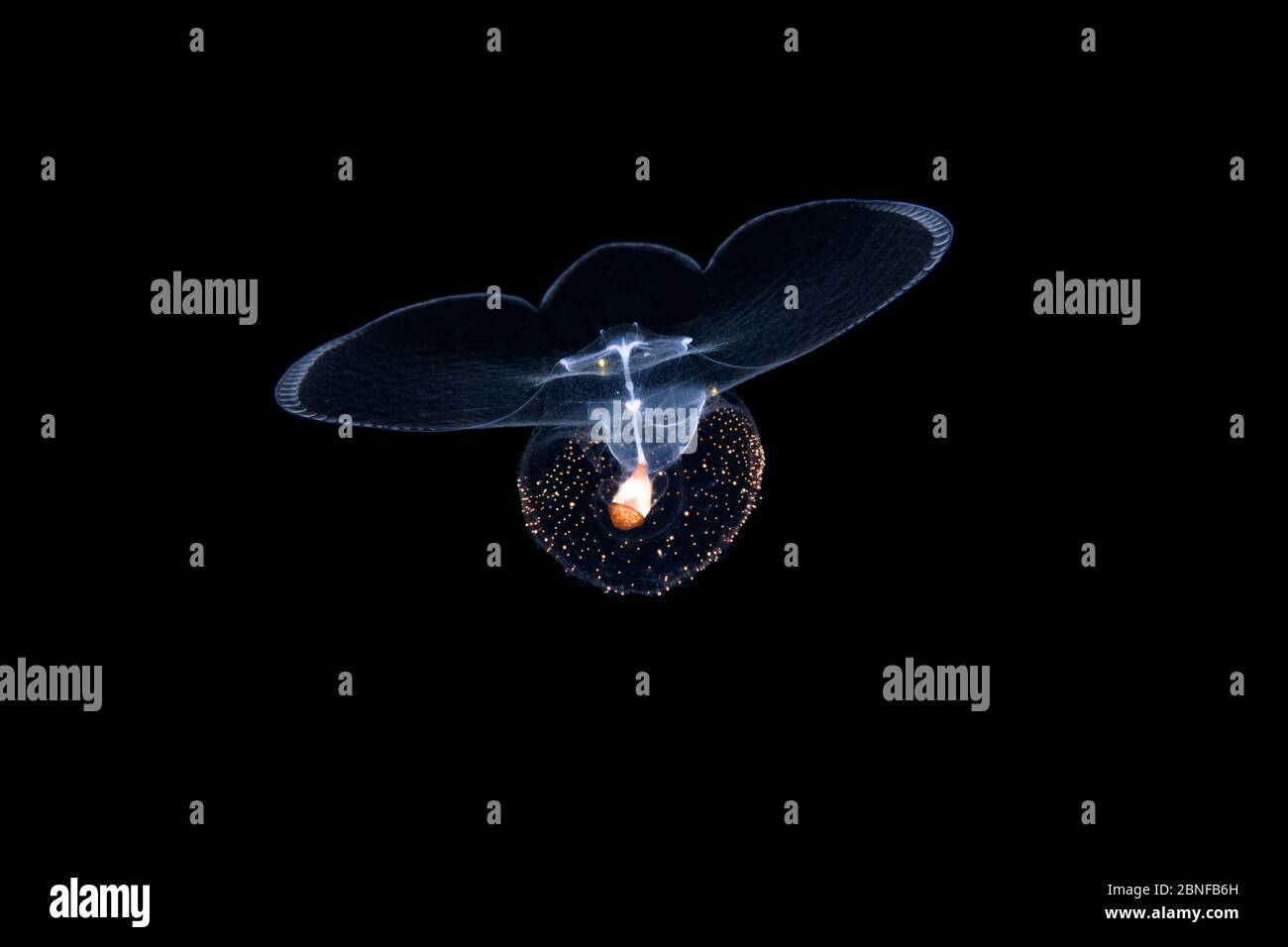 Sea butterfly corolla spectabilis hi-res stock photography and images ...