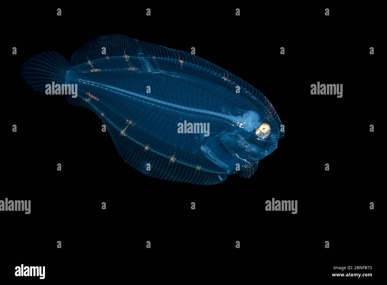 A larval flounder on a blackwater dive in Florida Stock Photo - Alamy