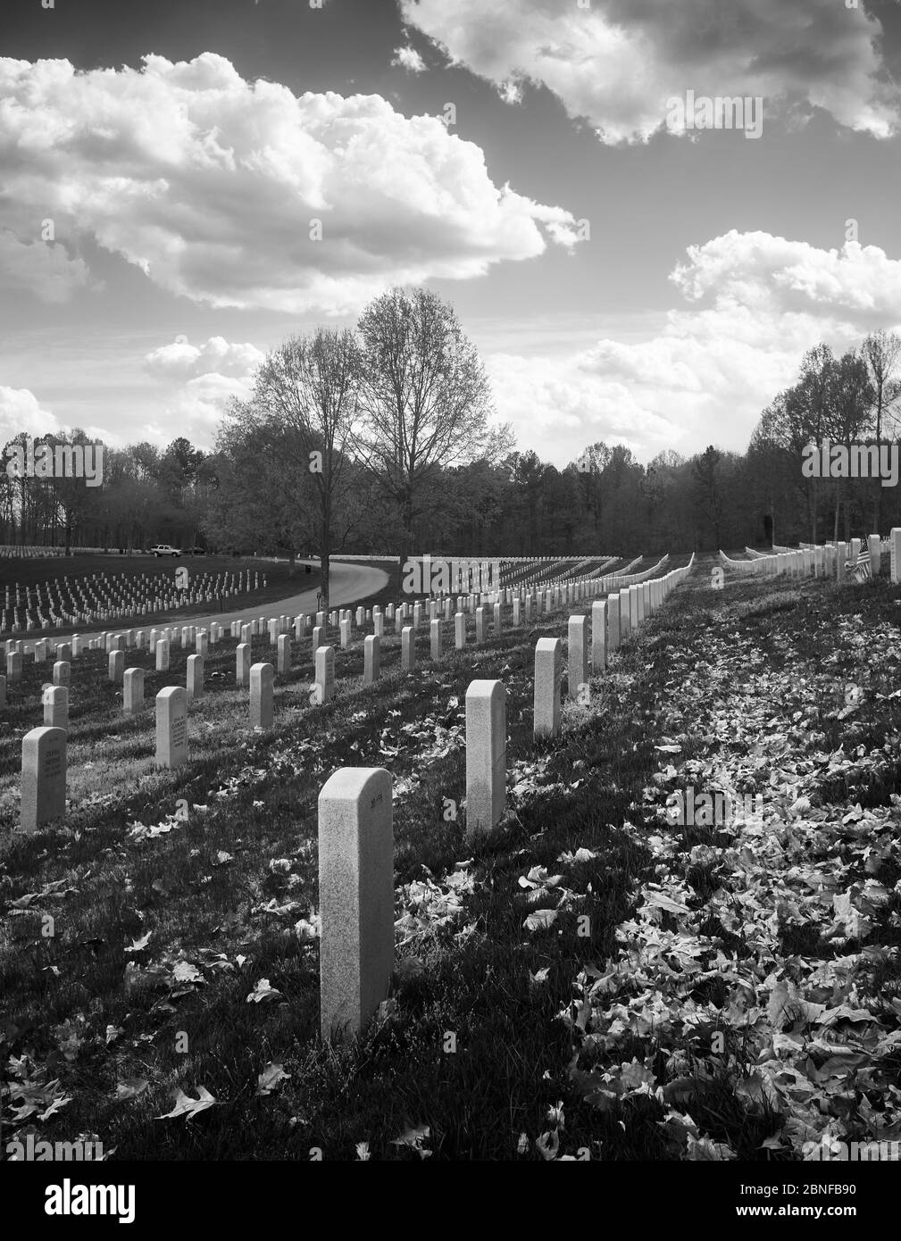 Vertical greyscale shot of a cemetery with tall trees captured on a ...
