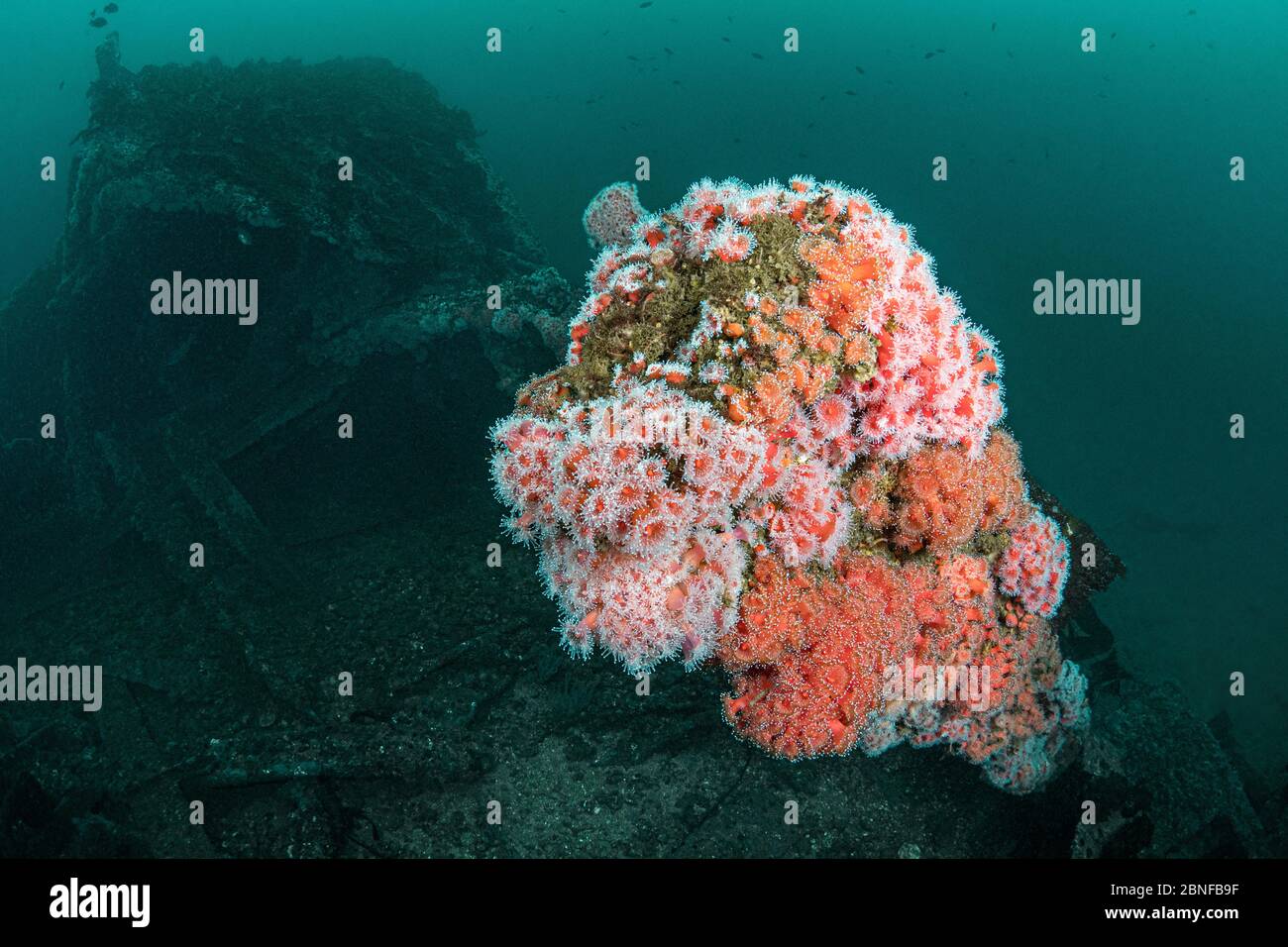 The wreck of the Olympic off of Los Angeles Stock Photo - Alamy