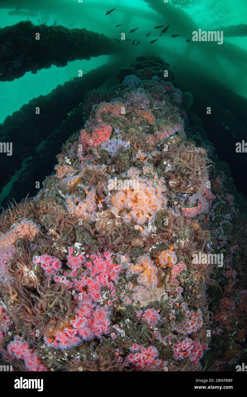Pillars of the Ellen Oil Rig in California Stock Photo - Alamy