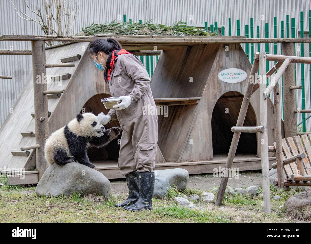 Giant panda cubs are well taken care of by their feeders, who are just ...