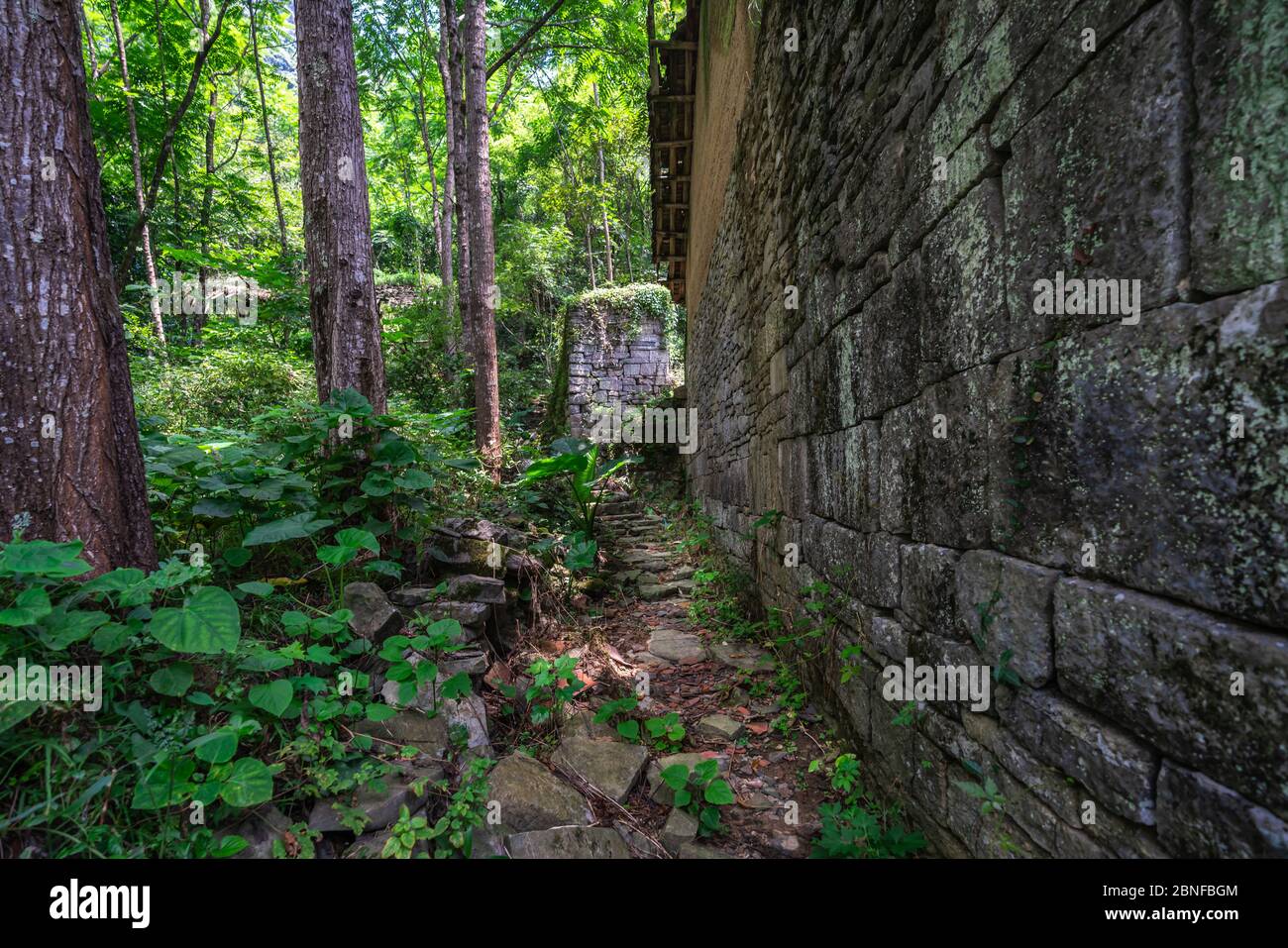 Beautiful view of a wall of an old rocky building in a forest with tall ...