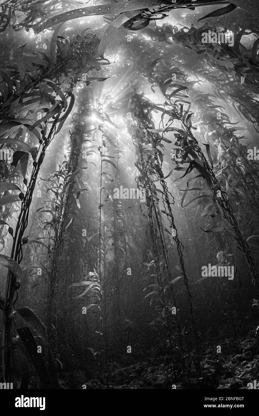 A kelp forest Stock Photo - Alamy