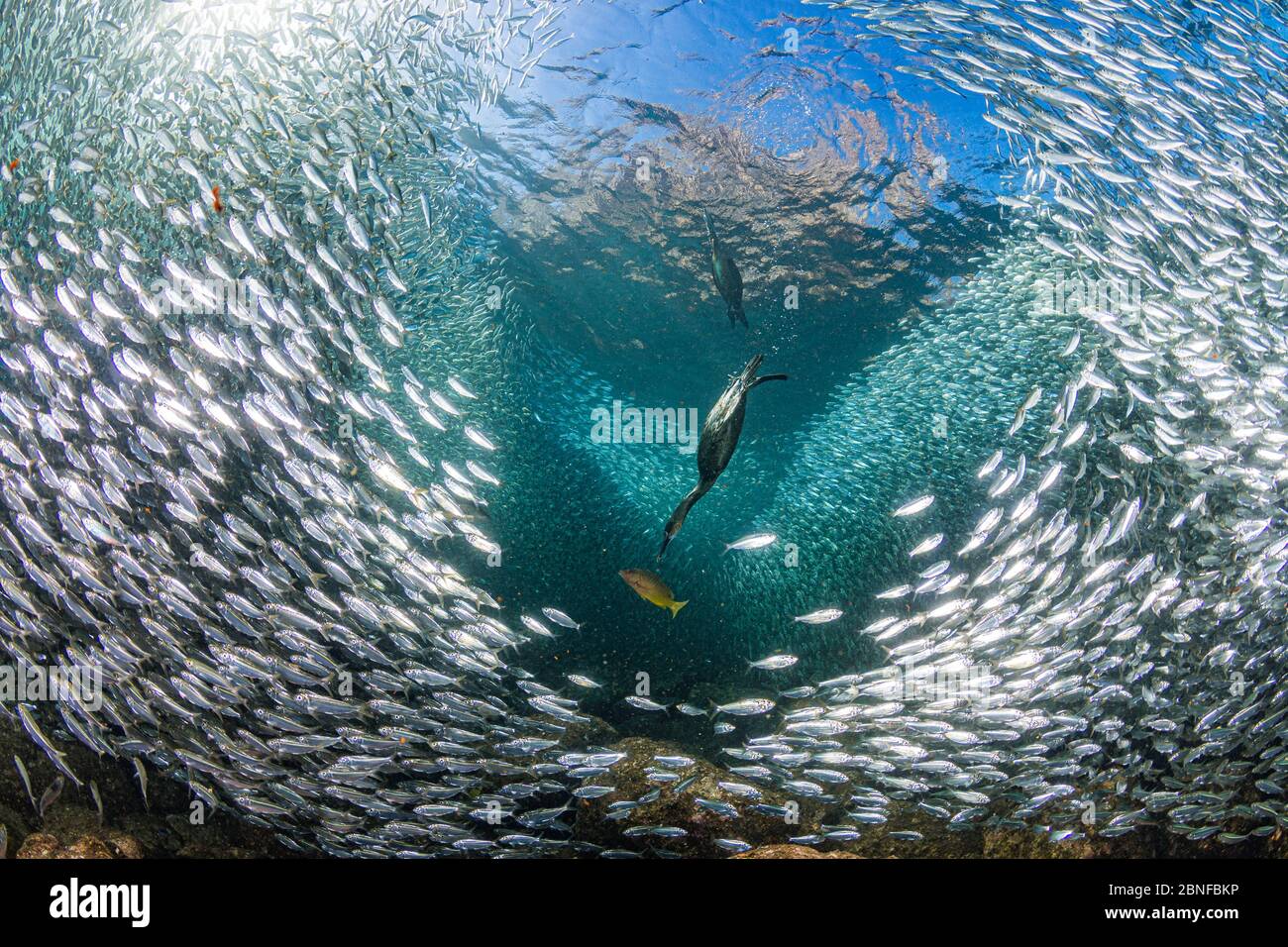 Cormorant hunting sardine Stock Photo - Alamy