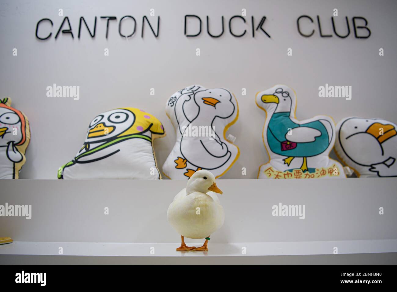 Cole ducks stand on a table in a cole duck experience store in ...
