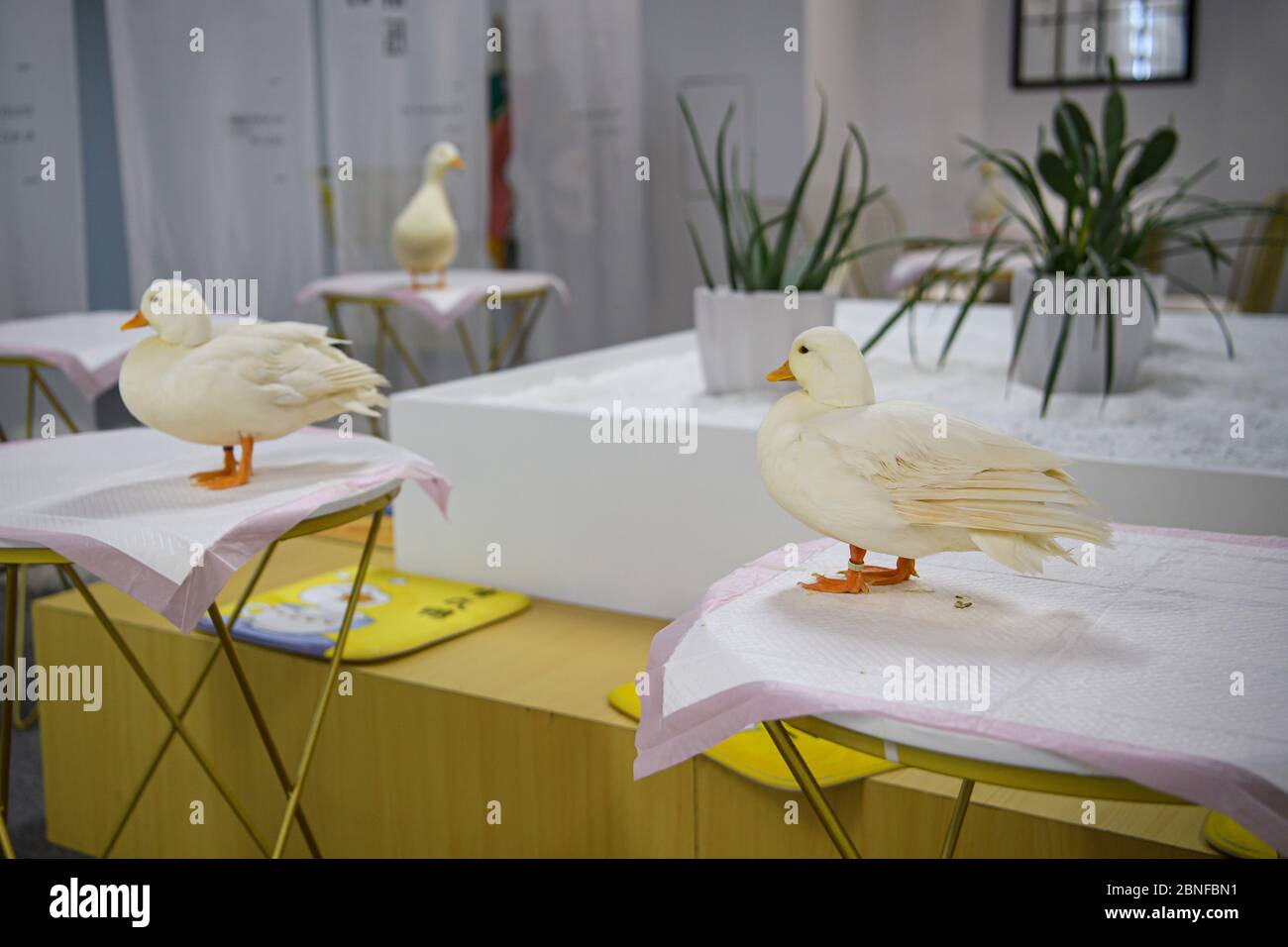 Cole duck hi-res stock photography and images - Alamy