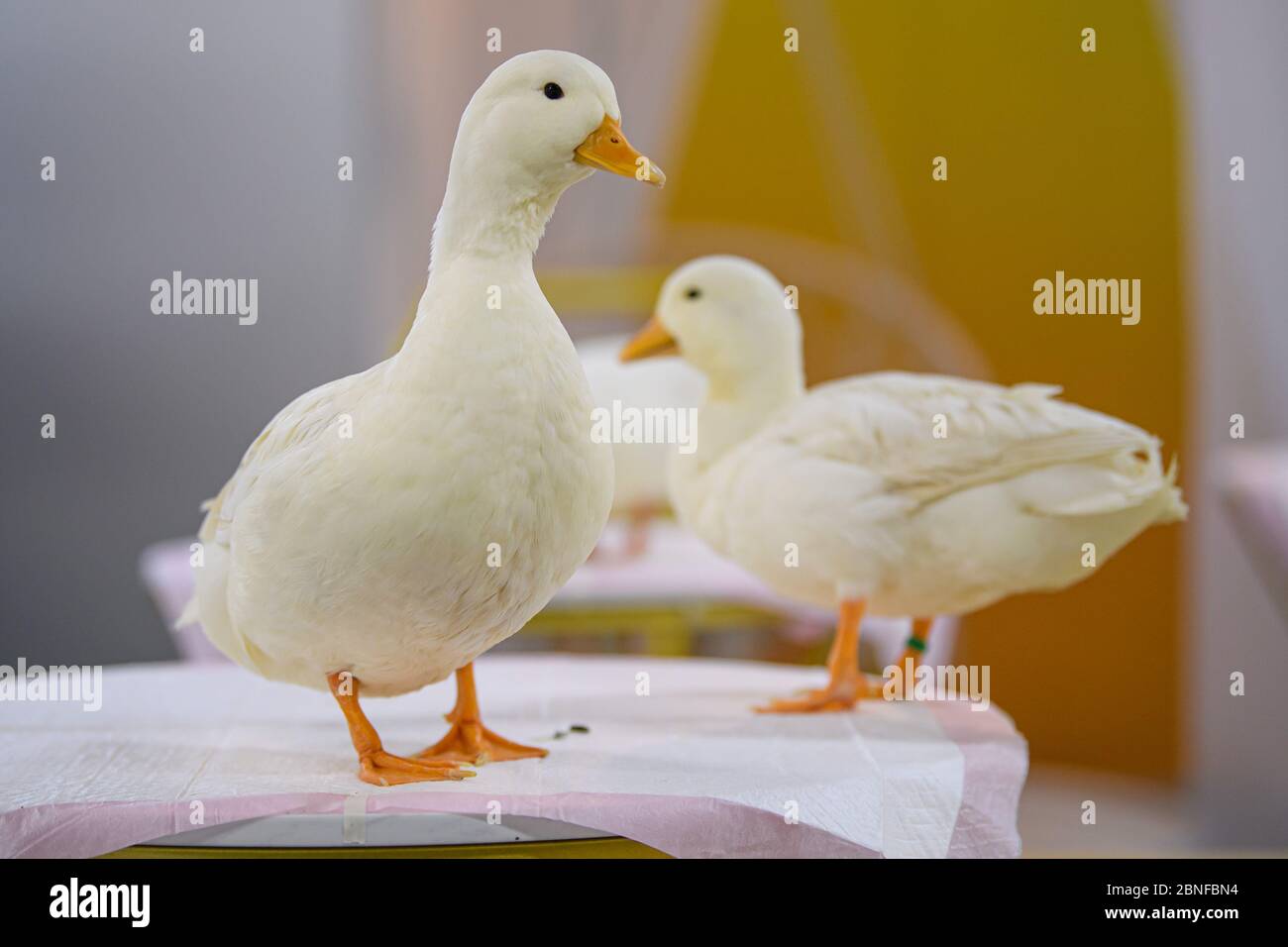 Cole ducks stand on a table in a cole duck experience store in ...