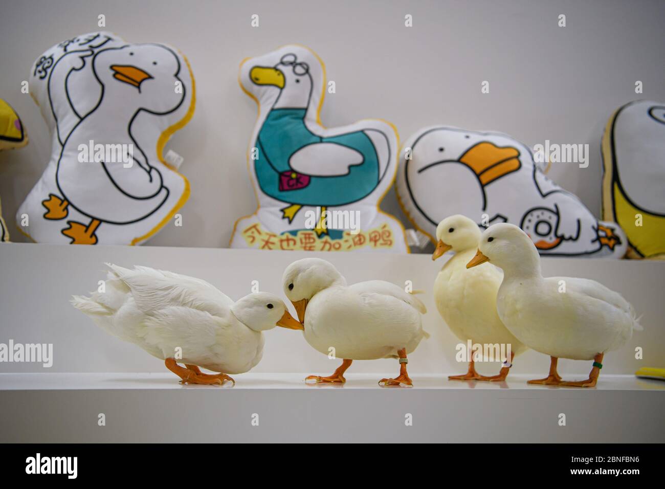 Cole ducks stand on a table in a cole duck experience store in ...