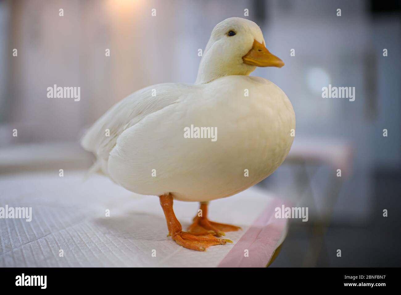 Cole ducks stand on a table in a cole duck experience store in ...