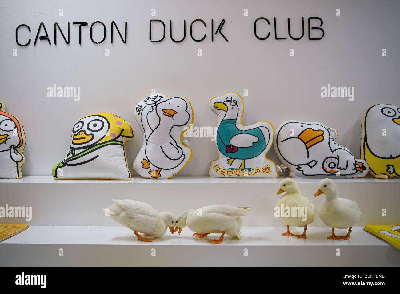 Cole ducks stand on a table in a cole duck experience store in ...