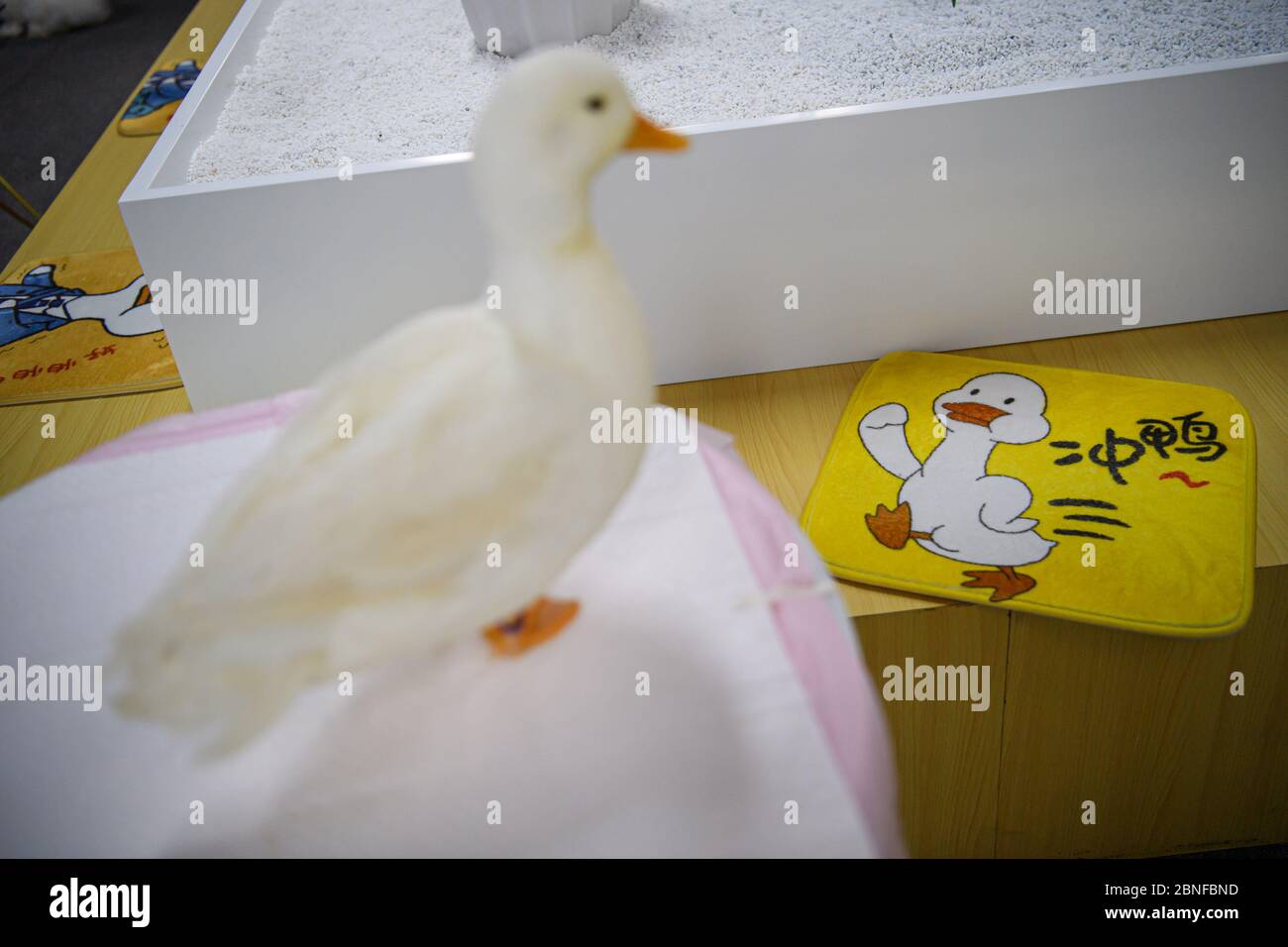 Cole duck hi-res stock photography and images - Alamy