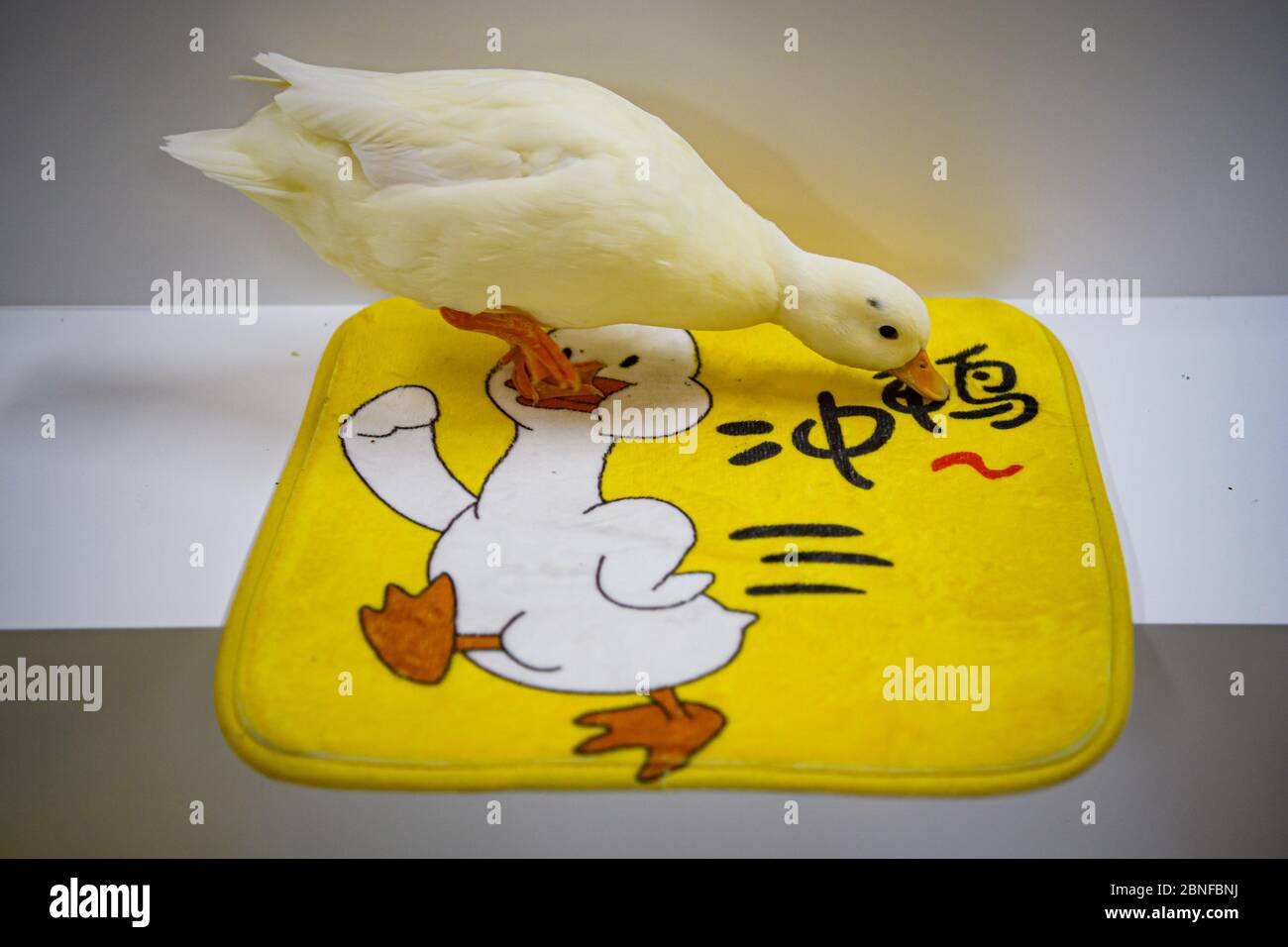 Cole ducks stand on a table in a cole duck experience store in ...