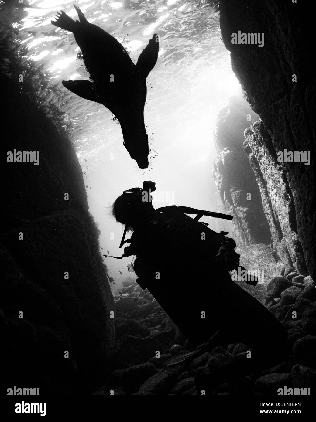 California lion Black and White Stock Photos & Images - Alamy