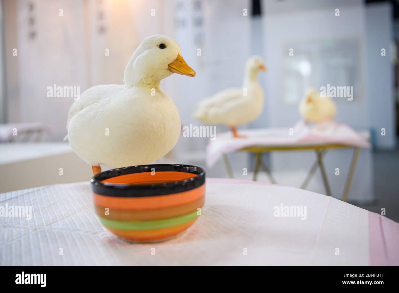 Cole duck hi-res stock photography and images - Alamy