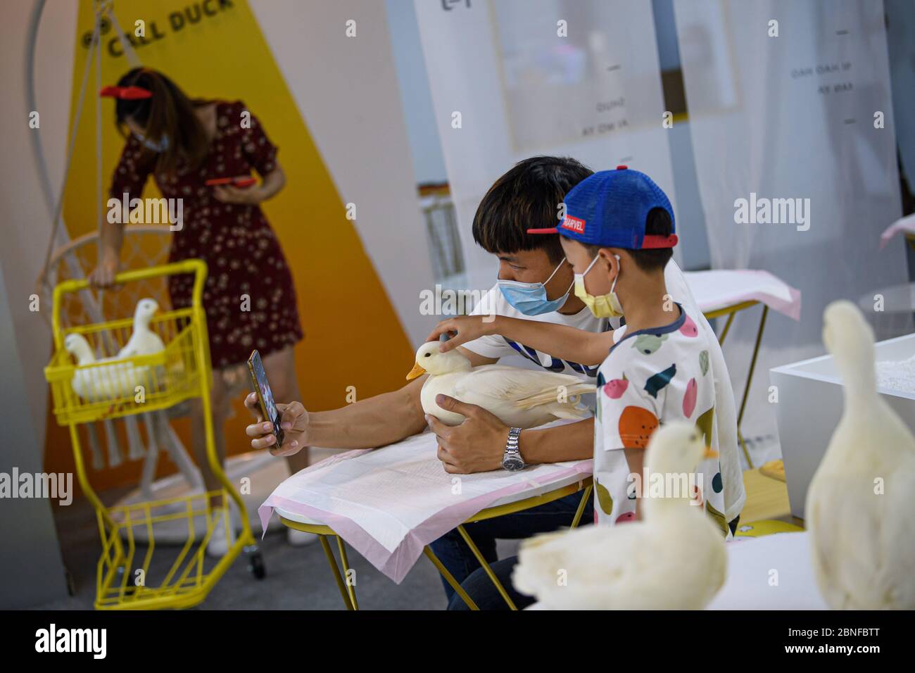 Cole duck hi-res stock photography and images - Alamy