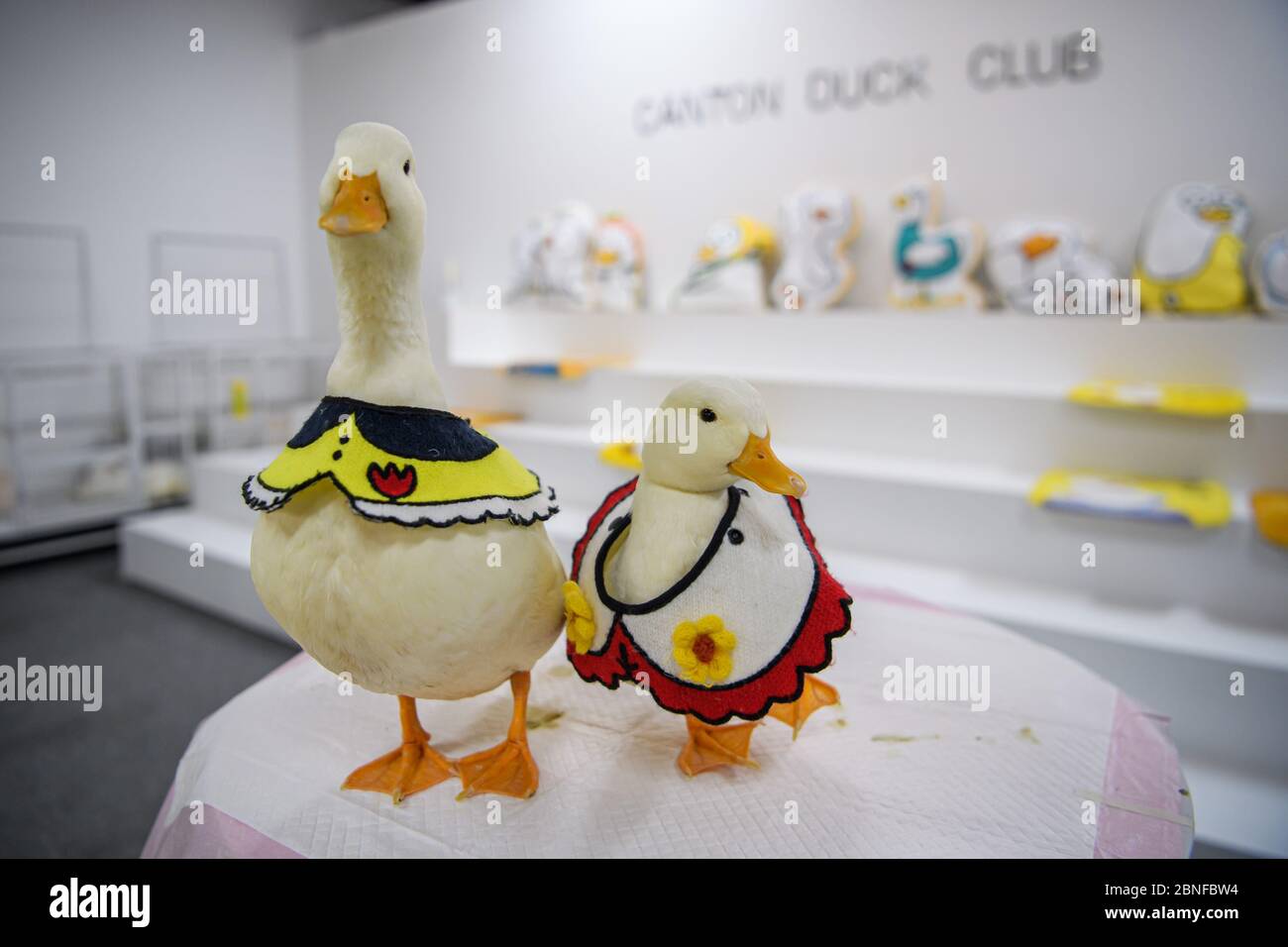 Cole duck hi-res stock photography and images - Alamy
