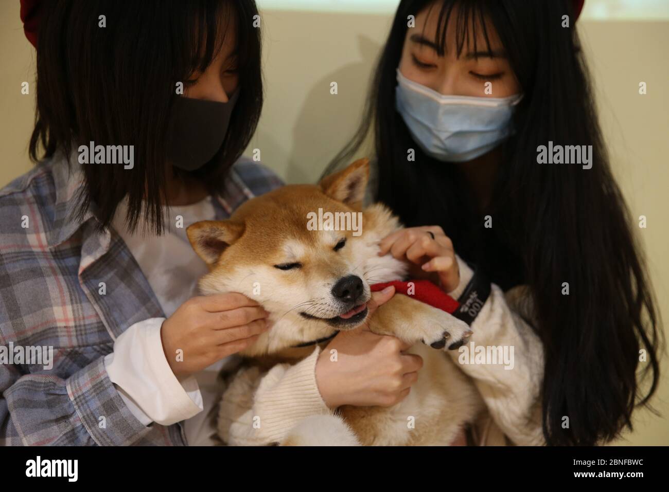 Customers enjoy coffee and cute Shiba Inu at a pet caf¨¦, Shenyang city ...