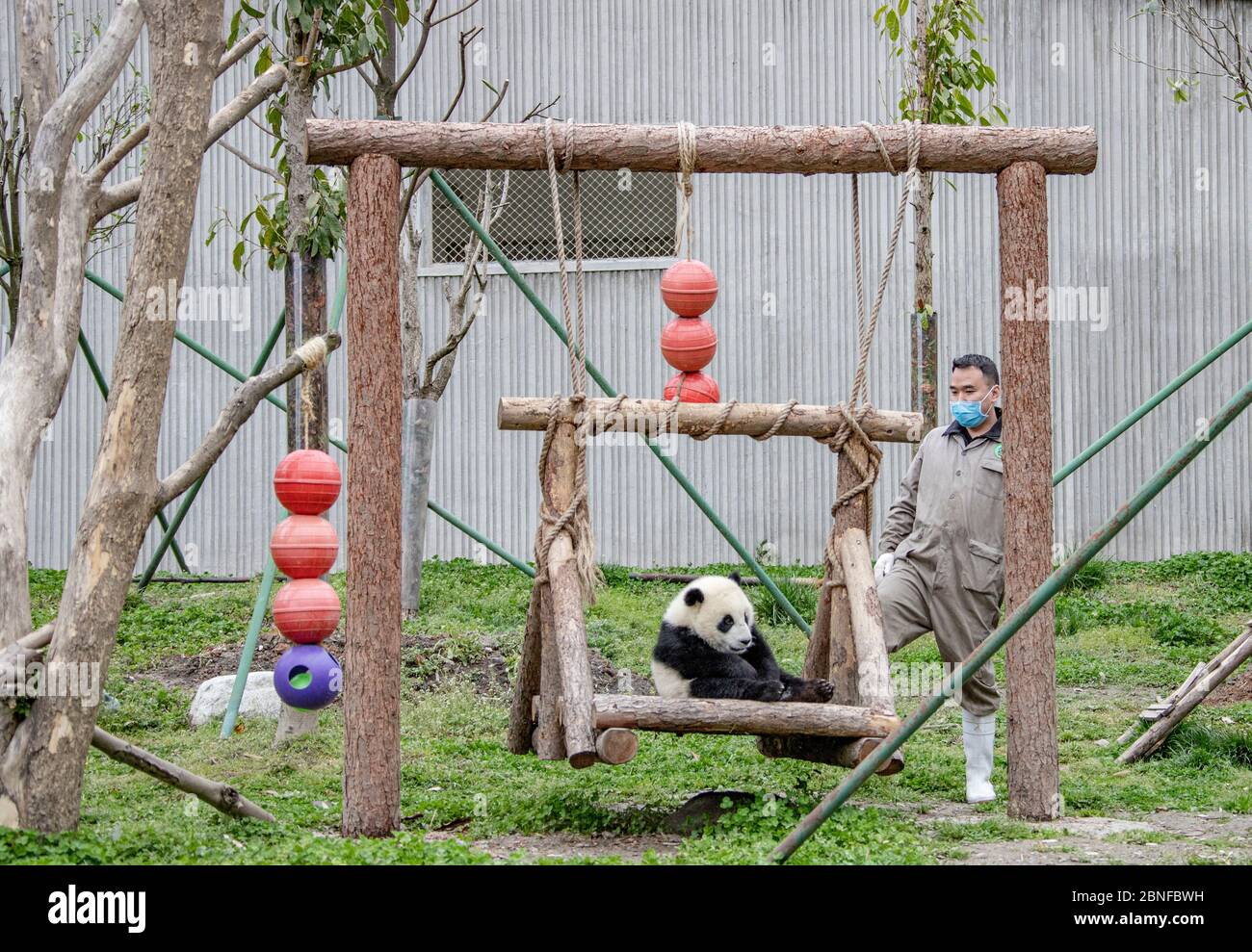 Giant panda cubs are well taken care of by their feeders, who are just ...