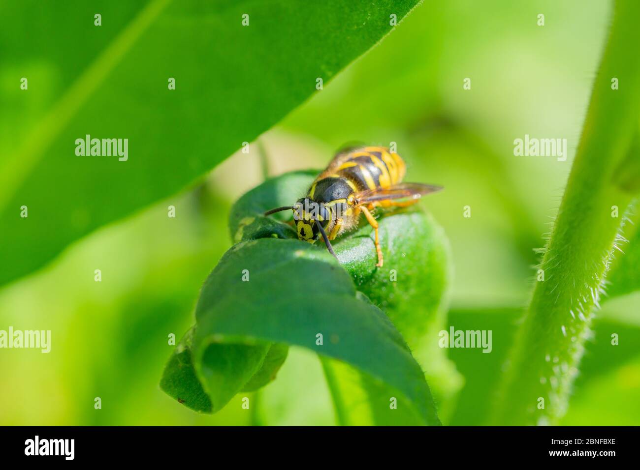 Common Aerial Yellowjacket Queen in Springtime Stock Photo - Alamy