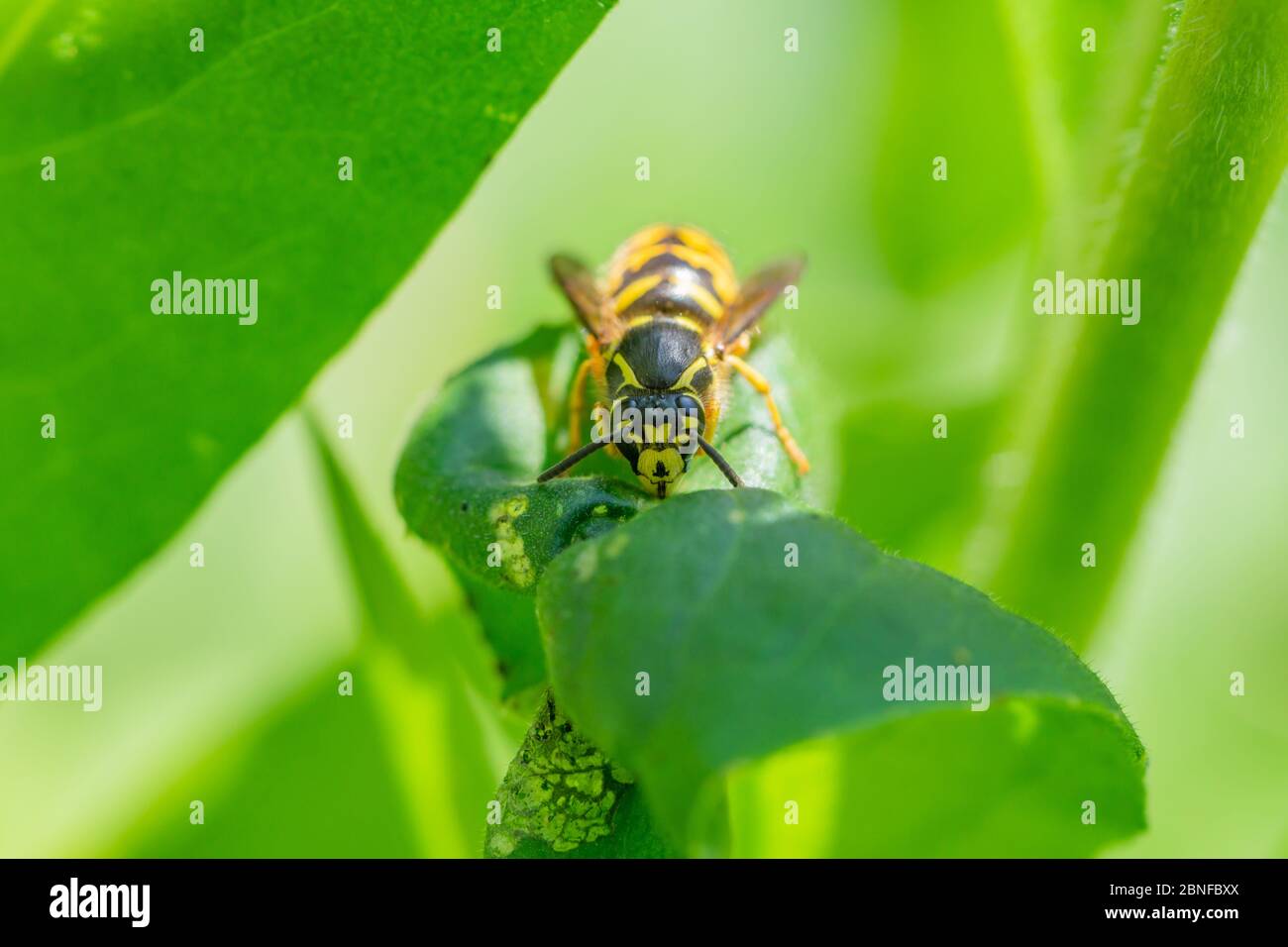 Yellowjacket queen hi-res stock photography and images - Alamy