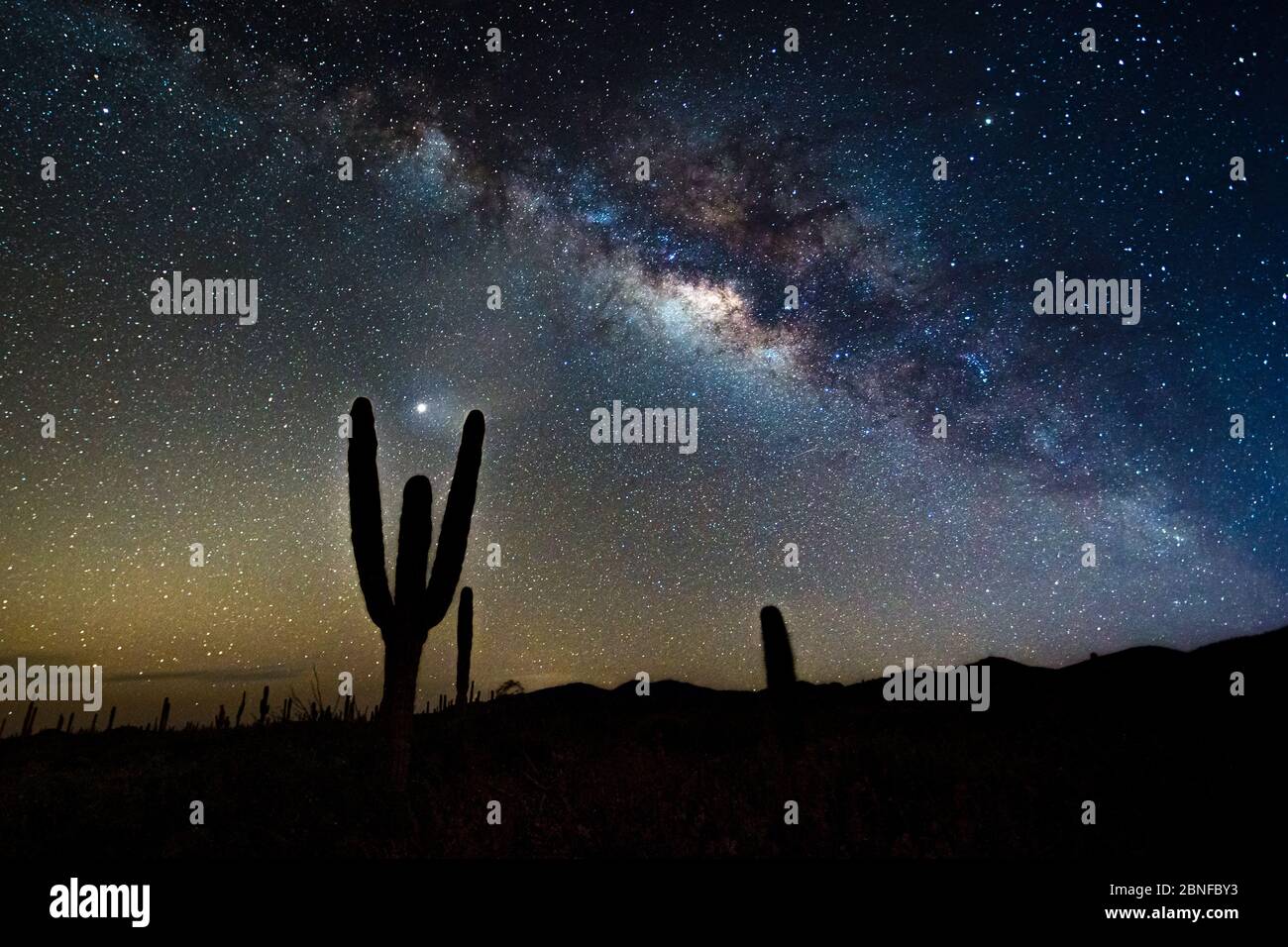 cactus and the milky way Stock Photo - Alamy