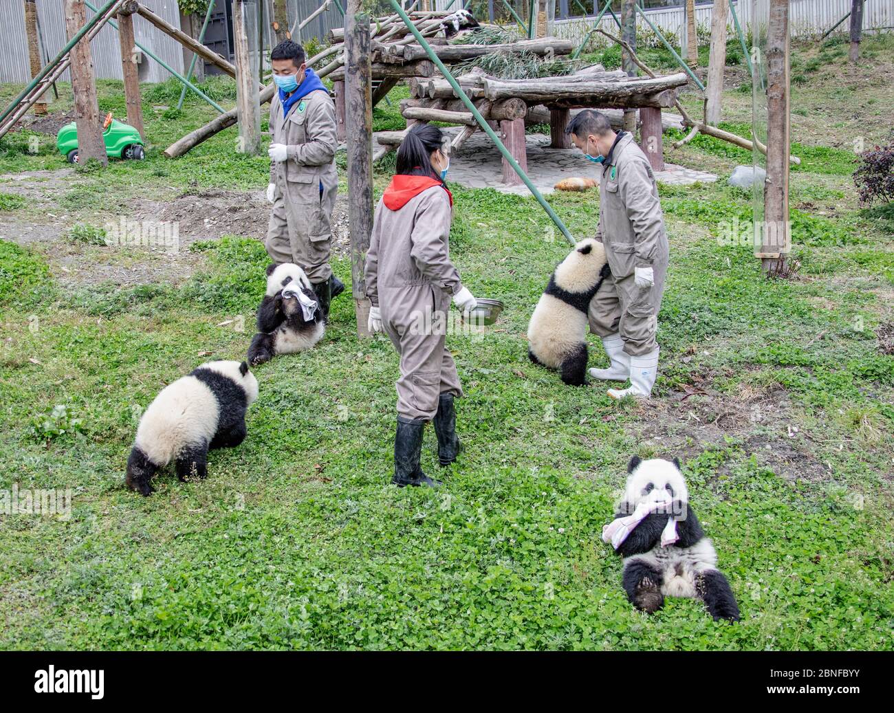 Giant panda cubs are well taken care of by their feeders, who are just ...