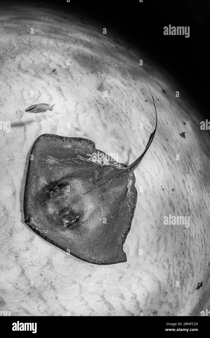 Cayman islands wildlife Black and White Stock Photos & Images - Alamy