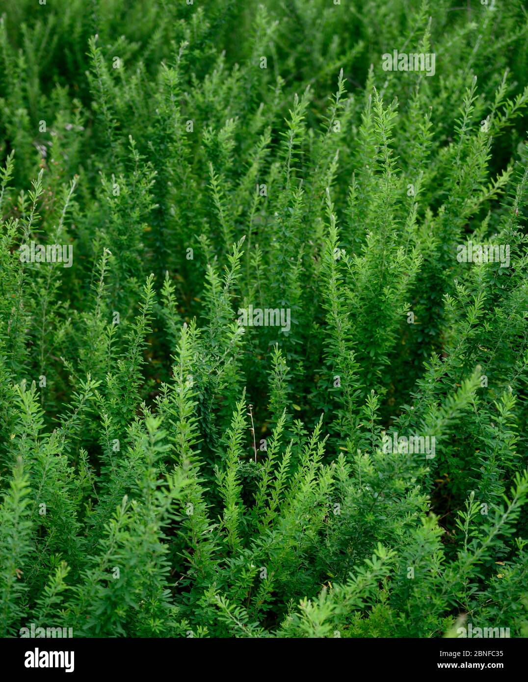 Bright green bushes hi-res stock photography and images - Alamy