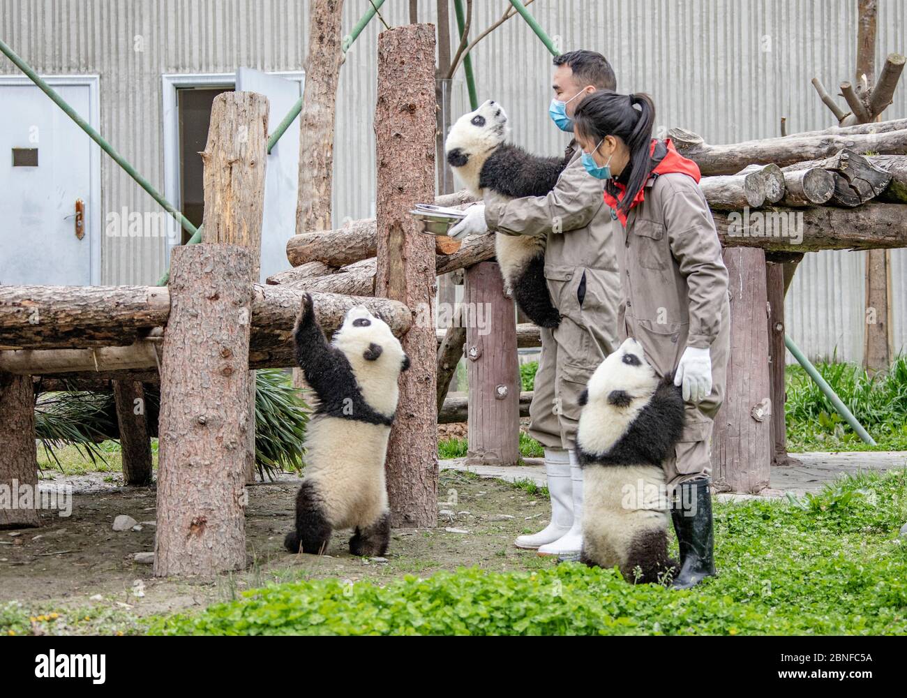 Giant panda cubs are well taken care of by their feeders, who are just ...