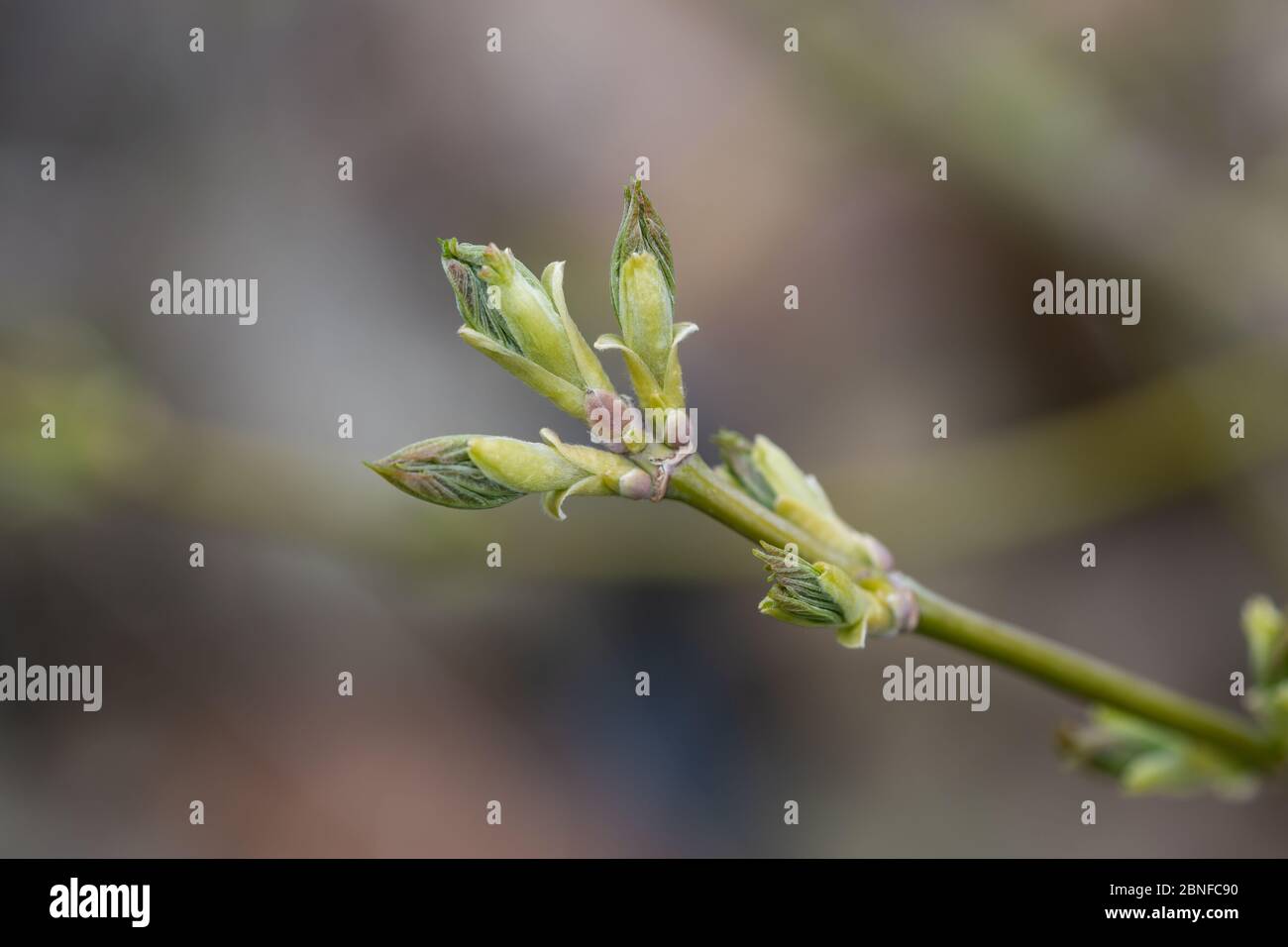 Box Elder Maple Leaves Sprouting in Springtime Stock Photo - Alamy