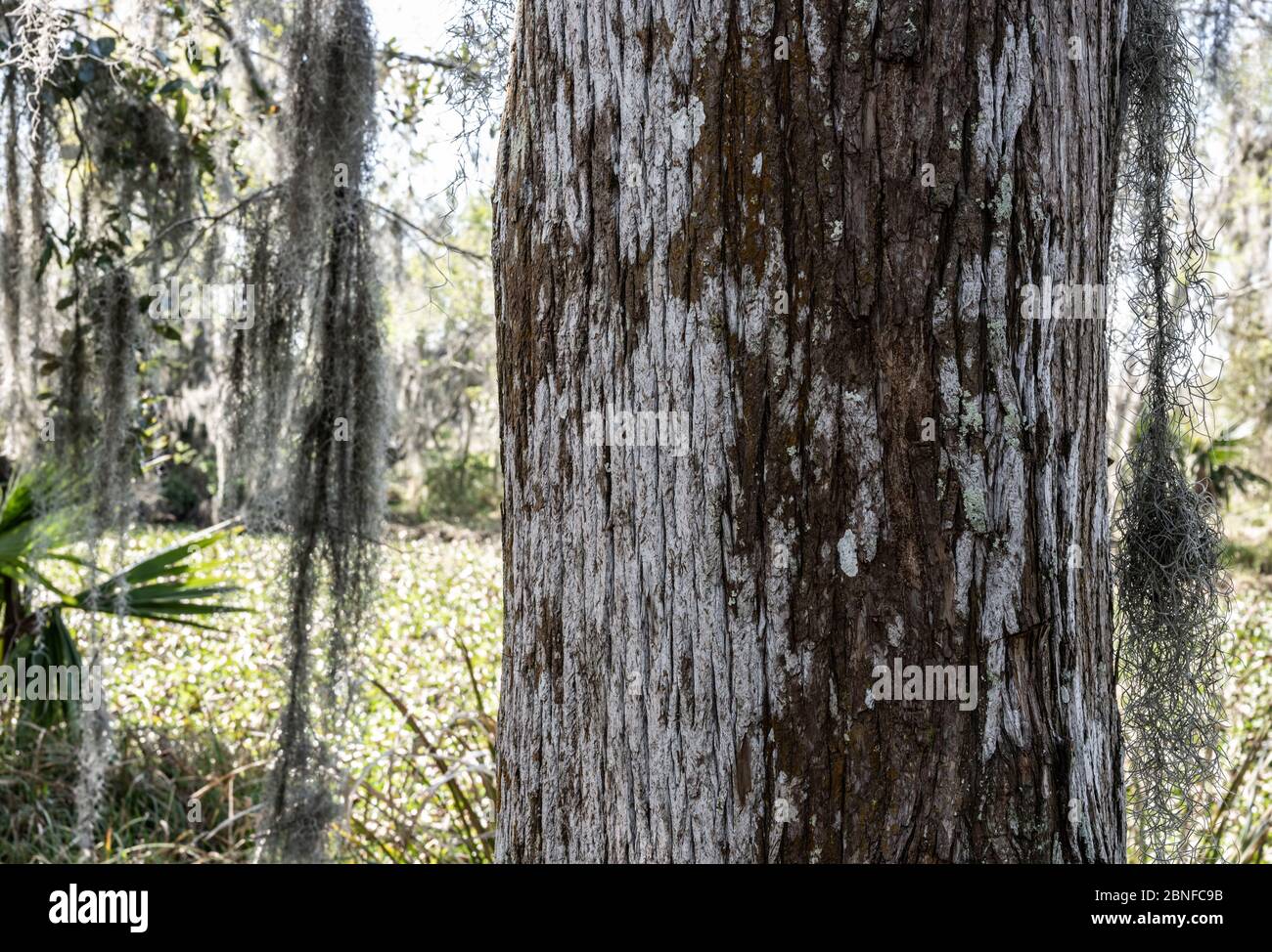 Texture of Tree Trunk in Louisiana Swamp Stock Photo - Alamy