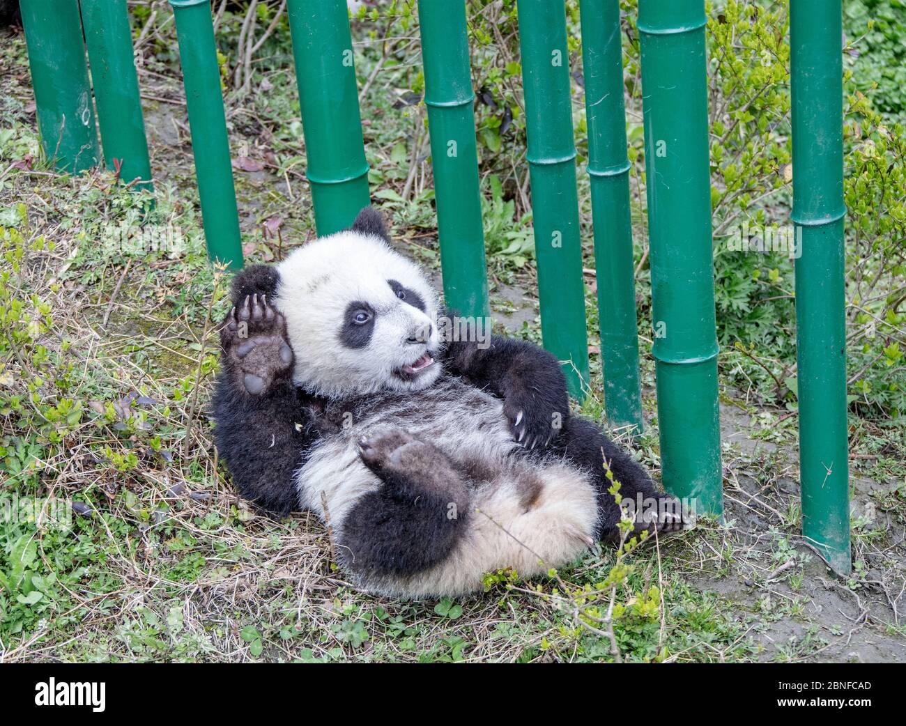 Pandas fighting hi-res stock photography and images - Alamy