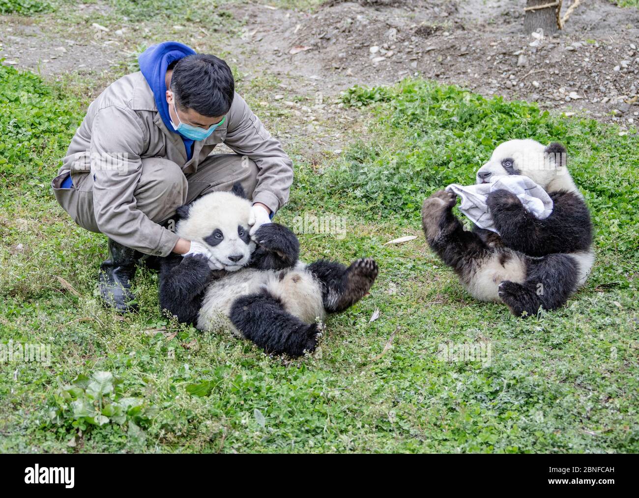 Giant panda cubs are well taken care of by their feeders, who are just ...