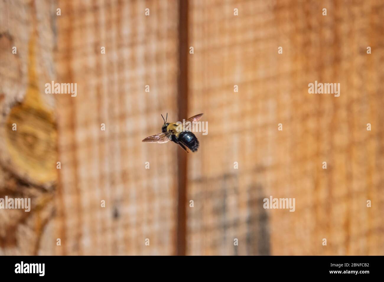 Carpenter bee in flight hi-res stock photography and images - Alamy