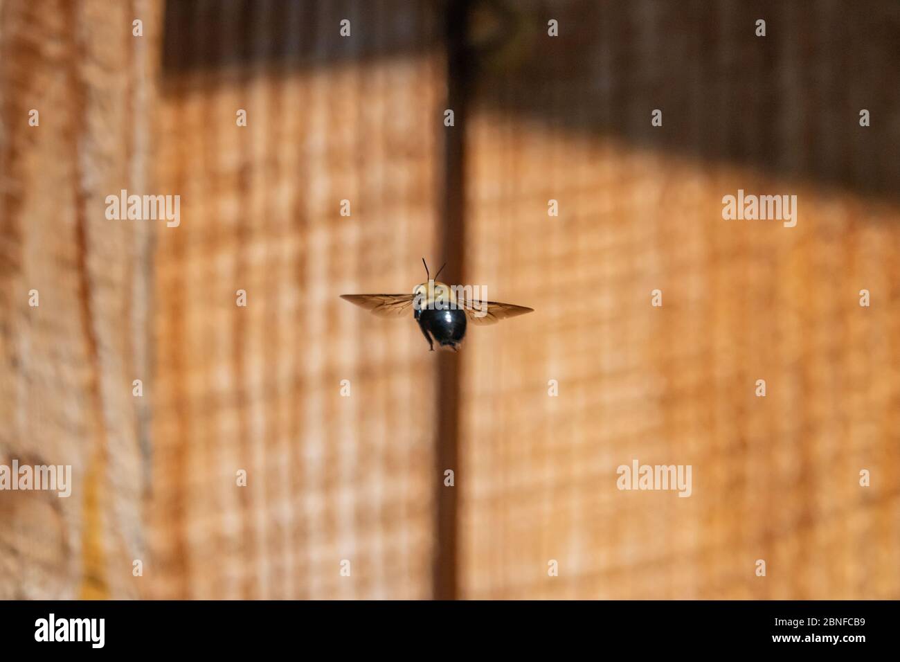 Carpenter bee in flight hi-res stock photography and images - Alamy