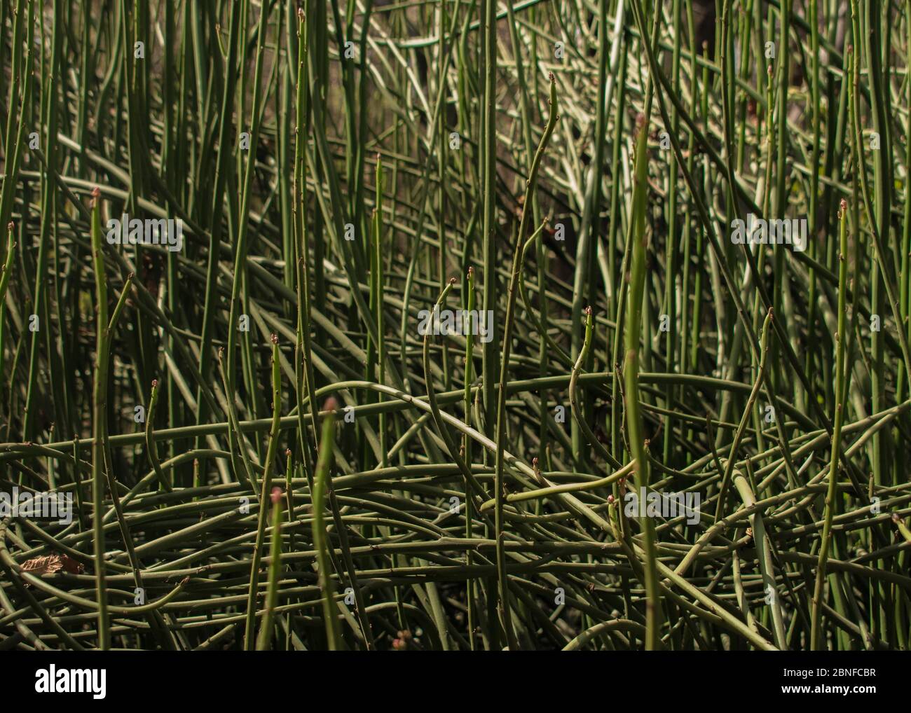 Long tangled stems hi-res stock photography and images - Alamy
