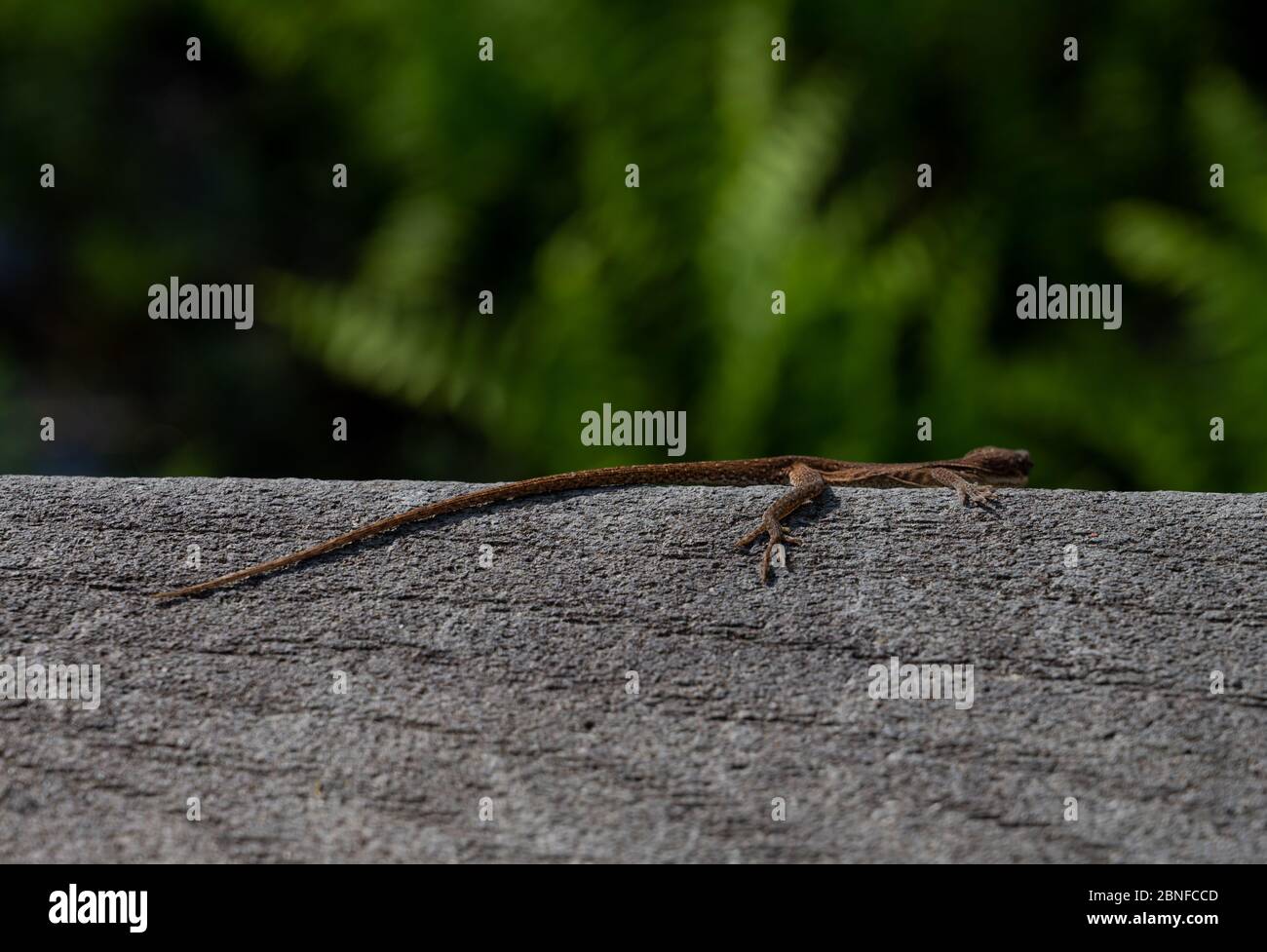 Tiny Lizard on Railing in Louisiana swamp Stock Photo - Alamy