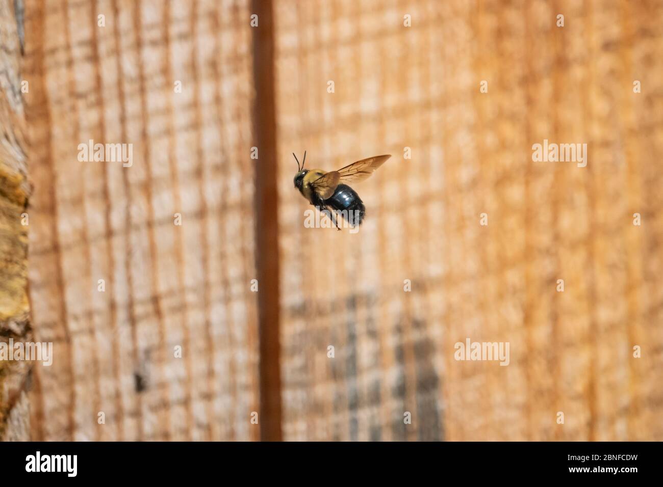 Carpenter bee in flight hi-res stock photography and images - Alamy