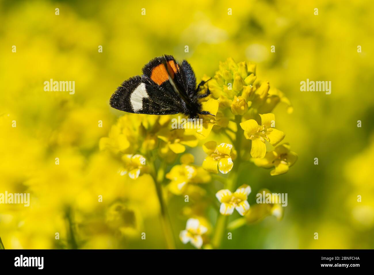 Grapevine Epimenis Moth on Winter Cress Flowers Stock Photo - Alamy